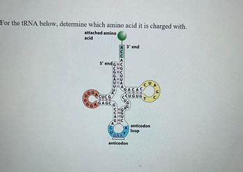 Answered For The Trna Below Determine Which Amino Acid It Is Charged