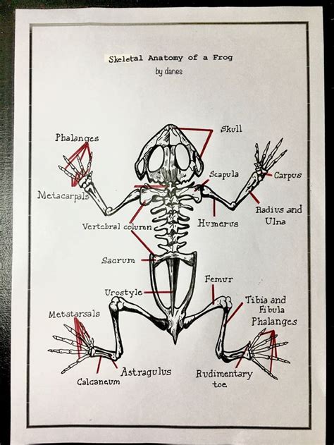Skeletal Anatomy Of Frog Medical Drawings Basic English Grammar Book
