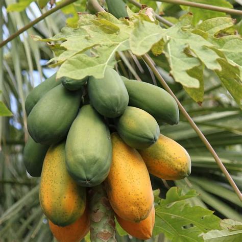 Buy 50 Caribbean Red Papaya Seeds For Fast Growth And Rich Harvest