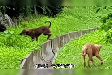 拯救即将被安乐的狗半年后始终不让撸怎么办安乐