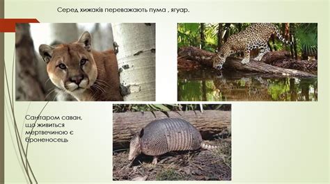 Рослинний і тваринний світ Південної Америки презентация онлайн