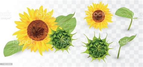 녹색 꽃 봉오리와 3d 사실적인 해바라기 녹색 잎여름 꽃입니다 투명 한 배경에 해바라기와 녹색 꽃 봉오리 자연 생태 벡터 일러스트레이션 수채화에 대한 스톡 벡터 아트 및
