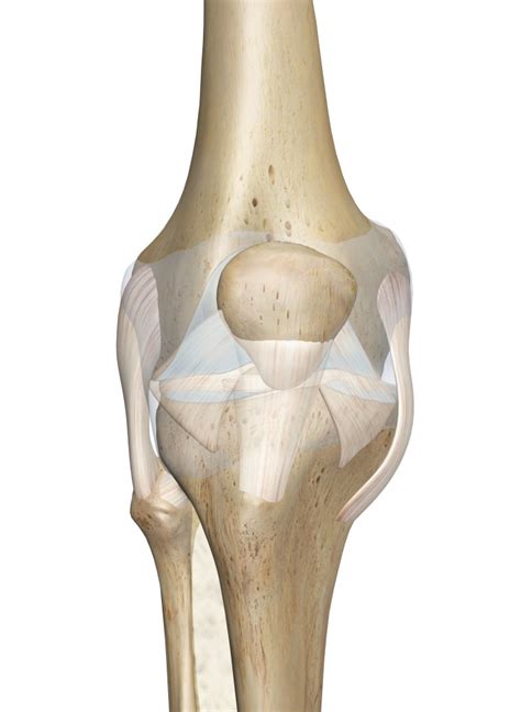 PNG Knee Transparent Knee PNG Images PlusPNG