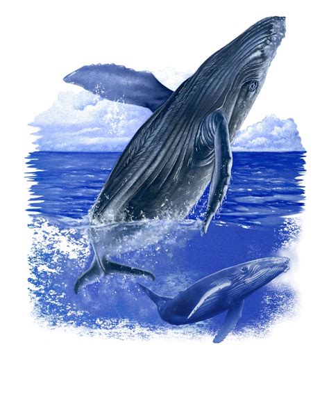 Humpback Whale Clip Art Stunning Illustrations For Creative Projects