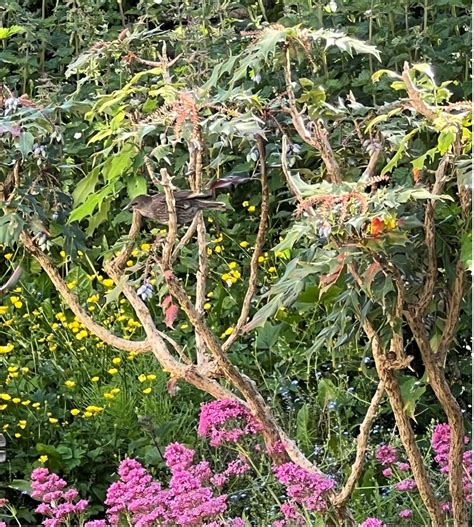 Celebrating Biodiversity In The Gemcap Garden Blog Gemcap