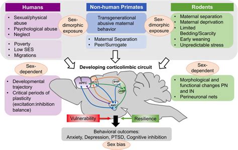 Effects Of Early Life Stress On The Developing Basolateral Amygdala Prefrontal Cortex Circuit