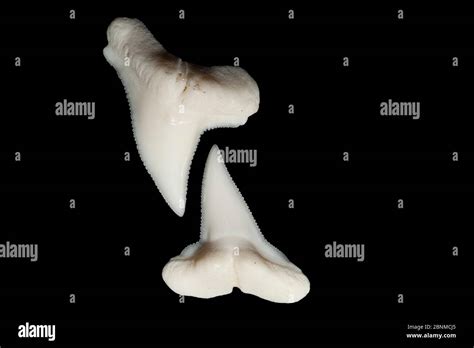 Hammerhead Shark Tooth