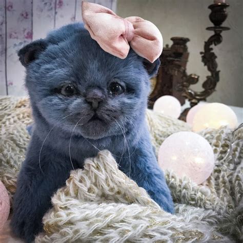Sophie Sapphire Kitten By Lin Lex Tedsby