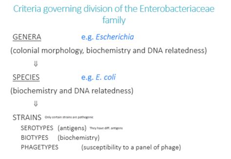 Enterobacteriaceae Campylobacter Anaerobes Flashcards Quizlet
