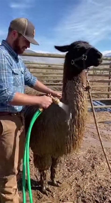 Llamas Clean And Fluffy A Heartwarming Video Of A Llamas