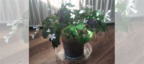 Комнатные цветы кислица купить в Самаре Товары для дома и дачи Авито