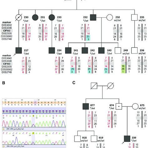 Identification Of A Novel Pq31 Opa1 Mutation Pedigrees Of The