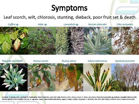 What Is Xylella Xylella Fastidiosa Plant Bacterium Which