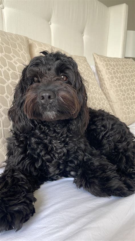 8 Month Old Cockapoo Rdogtrainingtips