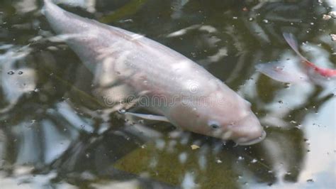 A Fish Is Swimming In A Pond The Water Is Calm And Clear The Fish Is