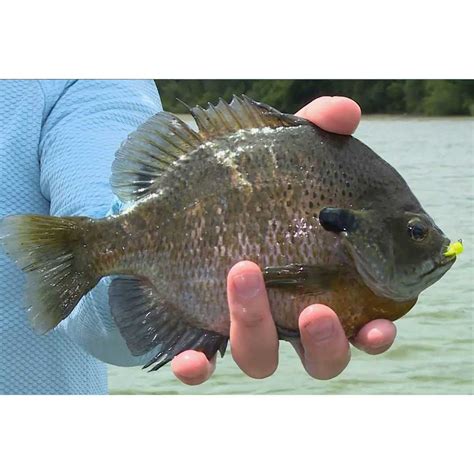 Sufix Nanobraid Low Vis Sports Supplies Online Store