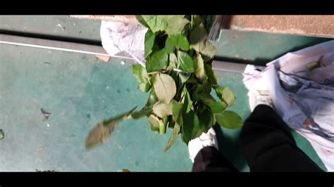 미니장미 햇살 생화 인터넷꽃도매시장 생화택배 생화도매 인터넷꽃시장 인터넷꽃도매 장미대량구매 꽃 꽃다발 꽃도매 꽃시장 부산꽃시장 김해꽃시장 꽃쇼핑몰 김해꽃 부산꽃 꽃싸게사는법