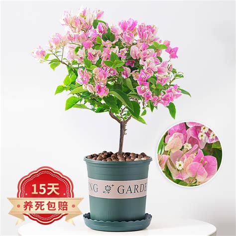 金之春 三角梅盆栽花卉爬藤植物阳台庭院老桩多色重瓣花 粉色加仑盆 融创集采商城
