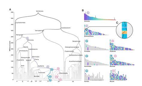 Genome Reconstruction Felipe Delestro