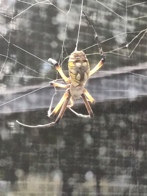 Is There A Way To Know If She Is Dying Or Just Molting Rspiders