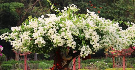 30 Must Have White Flowering Vines And Climbers Rasnetwork Gardening