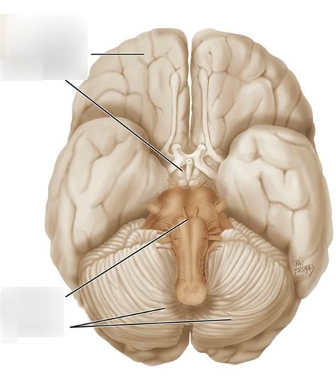 orofacial nervous system exam review diagram quizlet