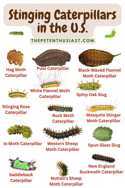 14 Stinging Caterpillars Some Are Highly Poisonous