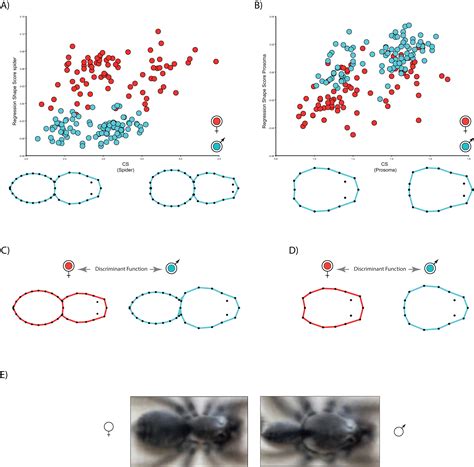 Geometric Morphometrics Reveals Sex Differential Shape Allometry In A Spider [peerj]