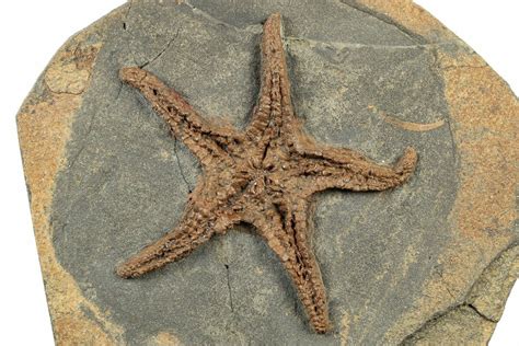 Asteroidea Fossils