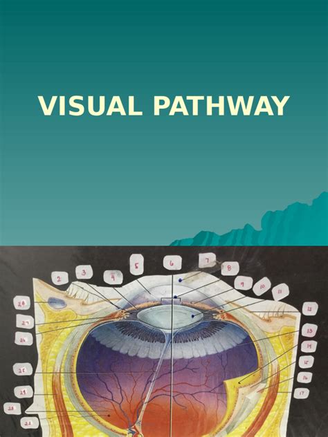 Visual Pathway Pdf Retina Human Eye