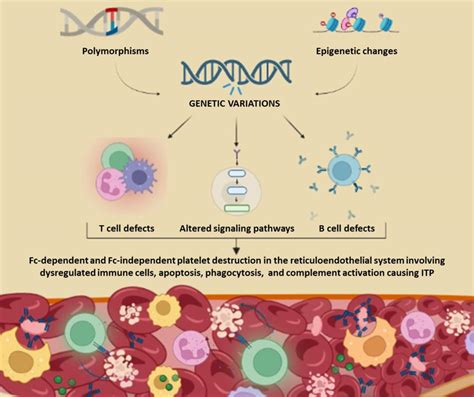 Frontiers In Bioscience Landmark On Linkedin Immune Thrombocytopenia