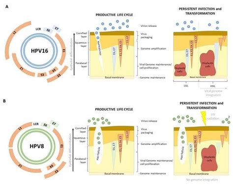 Comparative Analysis Of Alpha And Beta Hpv E6 Oncoproteins Insights