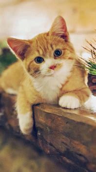 可爱的猫爪举个栗子表情包元素PNG图片素材下载 元素PNG 熊猫办公