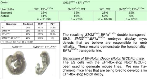 Result Of Cross Of Sm22 Cre Recombinase Mice And Ef1 Notch1ic Download Scientific Diagram