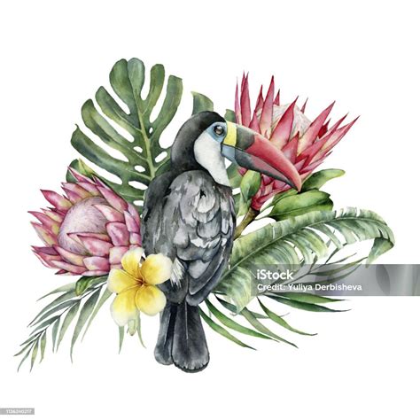 수채화 열 대의 큰부리새 꽃 꽃다발입니다 손으로 그린 새 프로 테아 및 플 루 메리 아 흰색 배경에 고립 자연 식물 그림 디자인