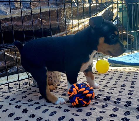 Sharp Star Rat Terriers Auburn Ca