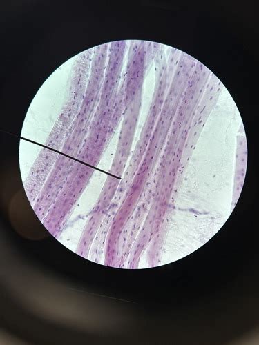Histology Muscle Tissue Flashcards Quizlet