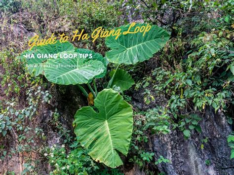 Affordable Ha Giang Loop Tips Exceptional Adventure Awaits