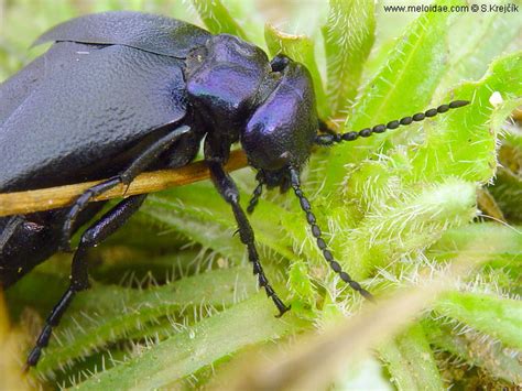 Meloidae — Meloidae0088