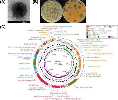 Phage Directory On Linkedin Phage Induced Disturbance Of A Marine Sponge Microbiome