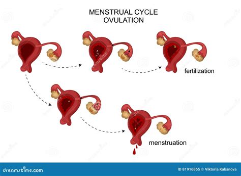 The Female Reproductive Organs Menstrual Cycle Cartoon Vector 81916855