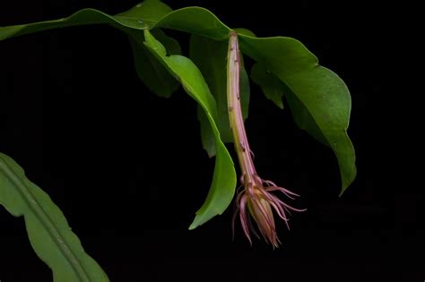 Plant Flower Sapling Free Photo On Pixabay Pixabay