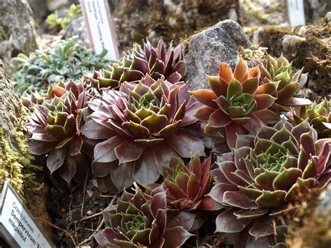 Vaginal Rejuvenation — Papillon Wellness And Longevity