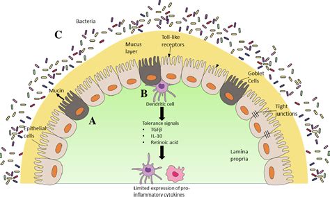 Table 21 From The Proteomic Response Of The Probiotic Pediococcus
