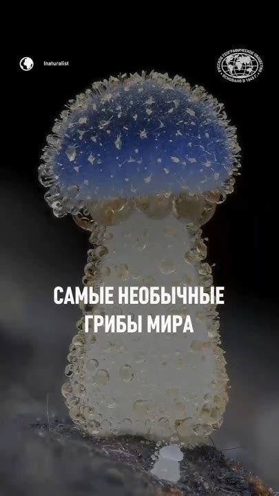 А какие необычные виды грибов знаете выДелитесь в комментариях природа интересныефакты