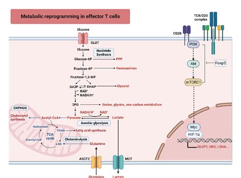Figure 1 From Interplay Between Metabolic Reprogramming And Post Translational Modifications