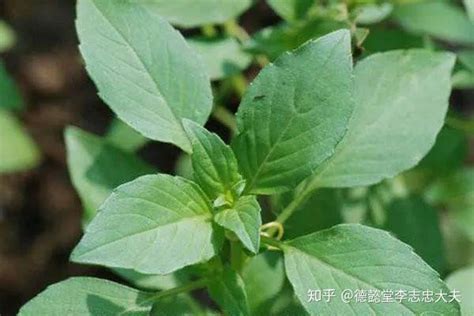 治疗皮肤痒症最常用的两味药荆芥和防风 知乎