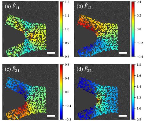 Components Of Deformation Gradient Tensor Near A Mode I Crack Tip