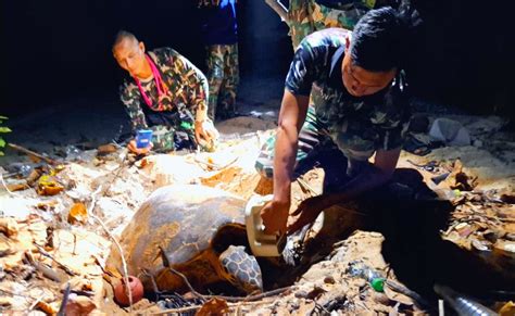 เต่าแม่เพรียง ขึ้นวางไข่ 139 ฟอง ต่อเนื่องบนเกาะทะลุ