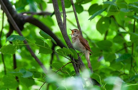 2 000 Free Nightingale Singing And Singing Images Pixabay